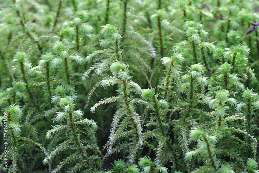 Rhytidiadelphus triquetrus, known as the big shaggy-moss or rough goose ...