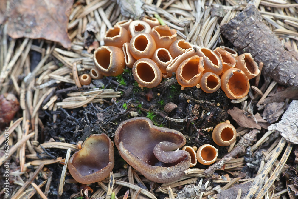 Peziza violacea, known as the violet fairy cup or the violet cup fungus ...