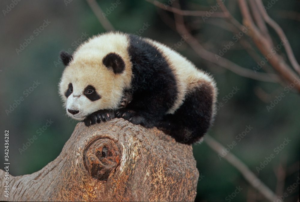 Giant panda Stock Photo | Adobe Stock