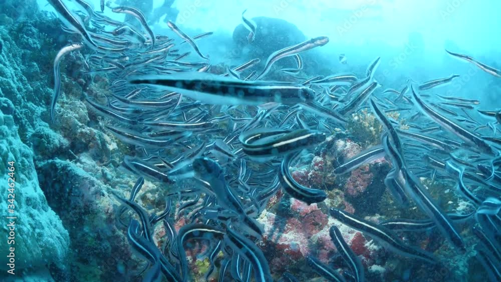 convict blenny fish school underwater digging a house with their mouth ...