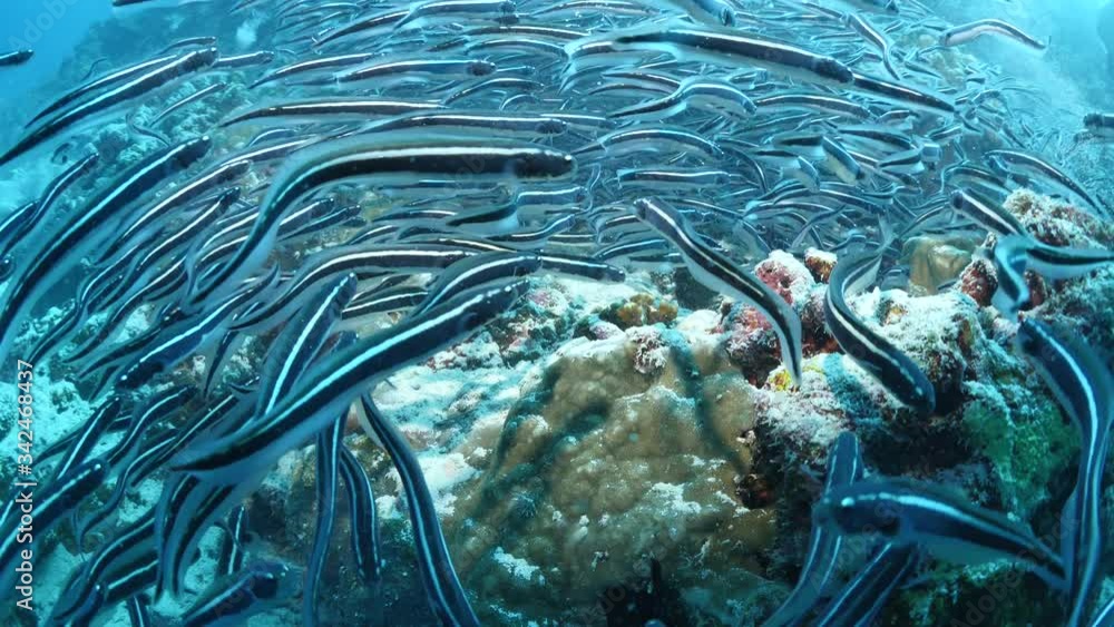 convict blenny fish school underwater digging a house with their mouth ...