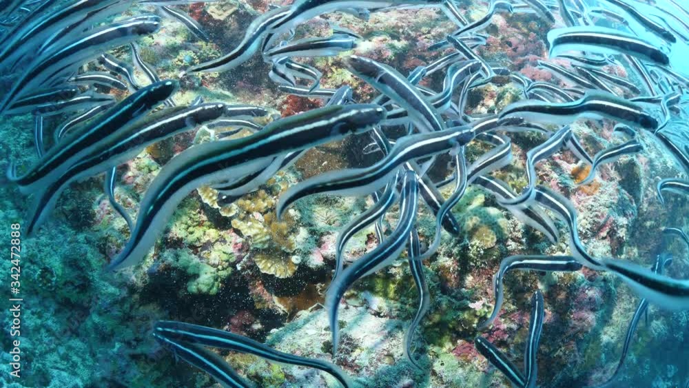convict blenny fish school underwater digging a house with their mouth ...