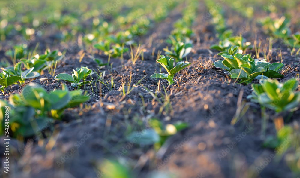 Pferdebohnen Bohnen Anbau Futterpflanze Ackerbau Landwirtschaft Stock ...