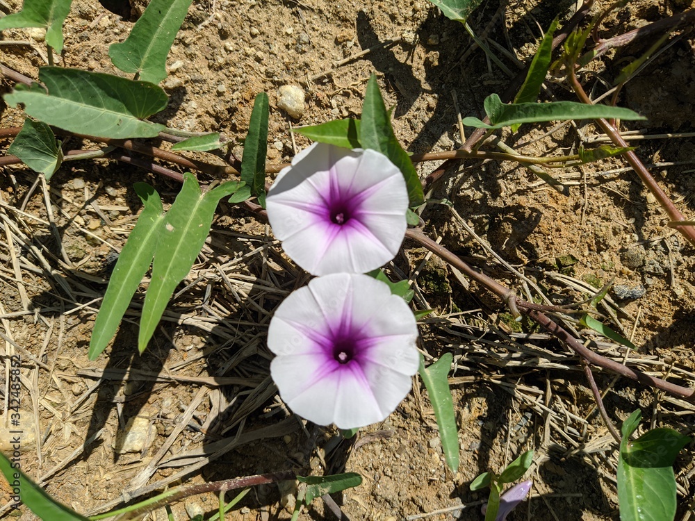Water Spinach Flower
