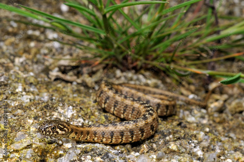 Viperine snake / Vipernatter (Natrix maura), Spain / Spanien Stock ...
