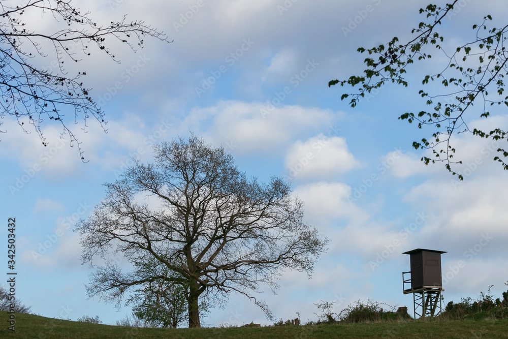 raised hide and old oak tree in spring, sitting game, hunt Stock Photo ...