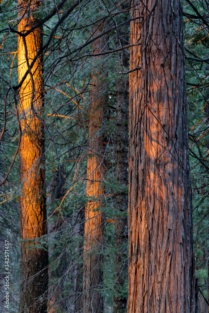 Cedar and Douglas Fir Pine Trees In The Forest in the Sierra Nevada ...