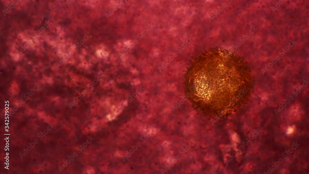 Vidéo Stock Large round virus covid-19 with spikes in the blood stream ...