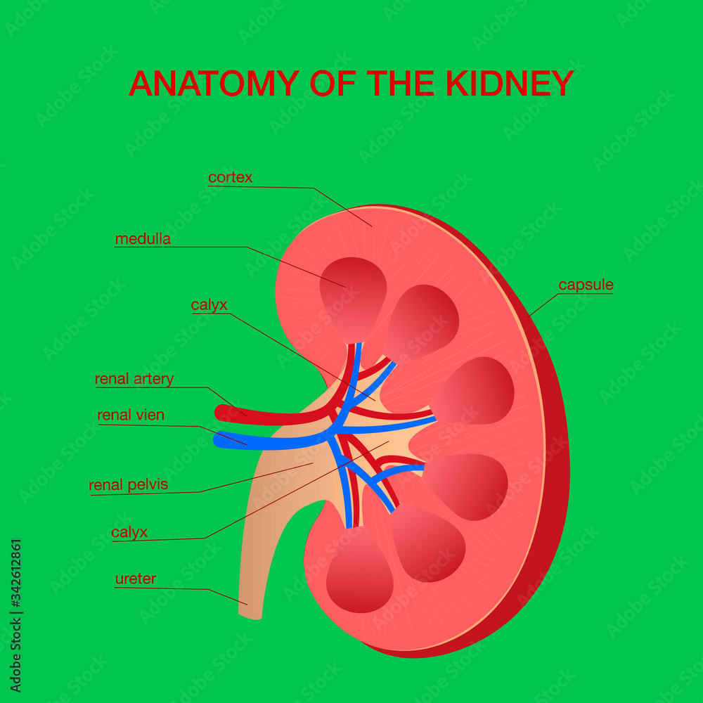 Anatomy of the kidney, vector illustration for medical education.Human ...