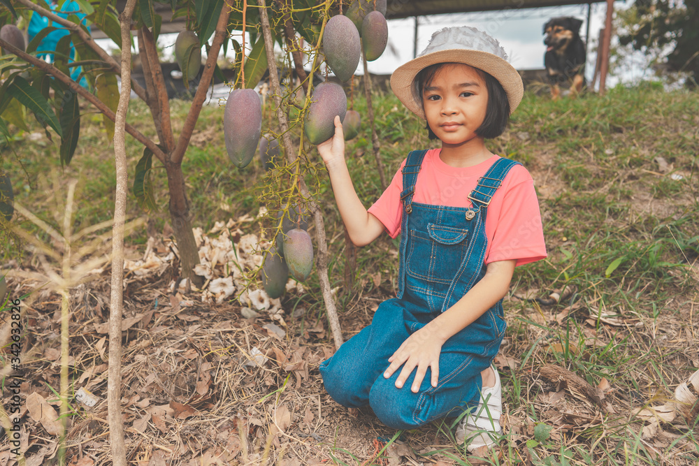 Kids holding mango fruit on tree in organic farm at home, happy Asian ...