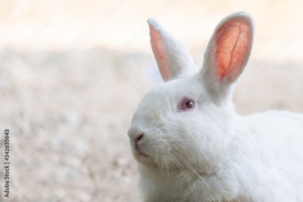 White rabbit outdoors.Close up bunny rabbit in agriculture farm.Rabbits ...