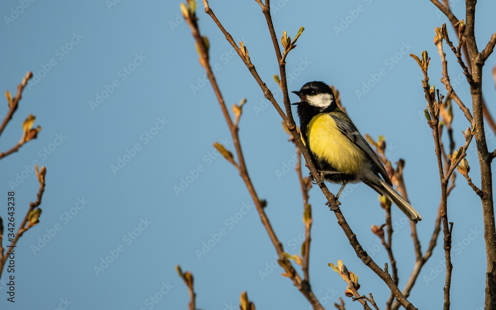 Bogatka zwyczajna, bogatka, sikora bogatka (Parus major) Stock Photo ...