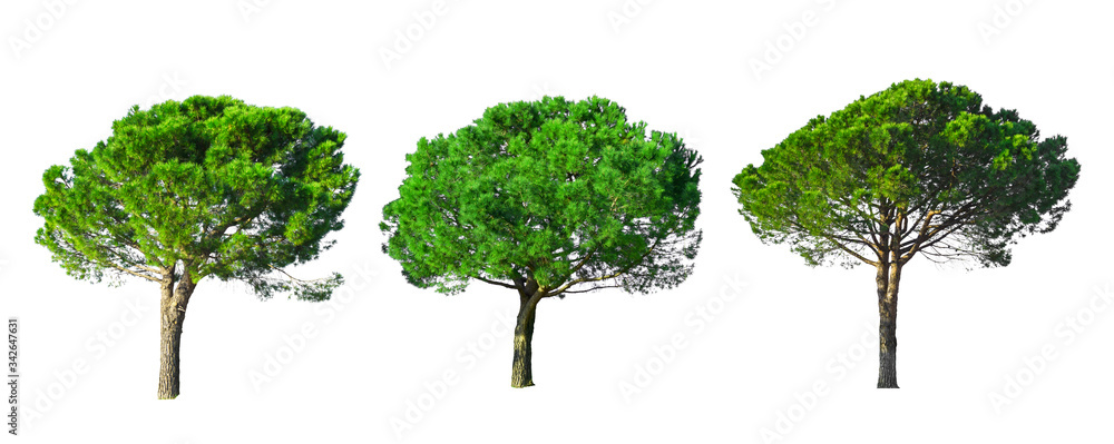 Set of Stone Pine trees collection isolated on white background with ...