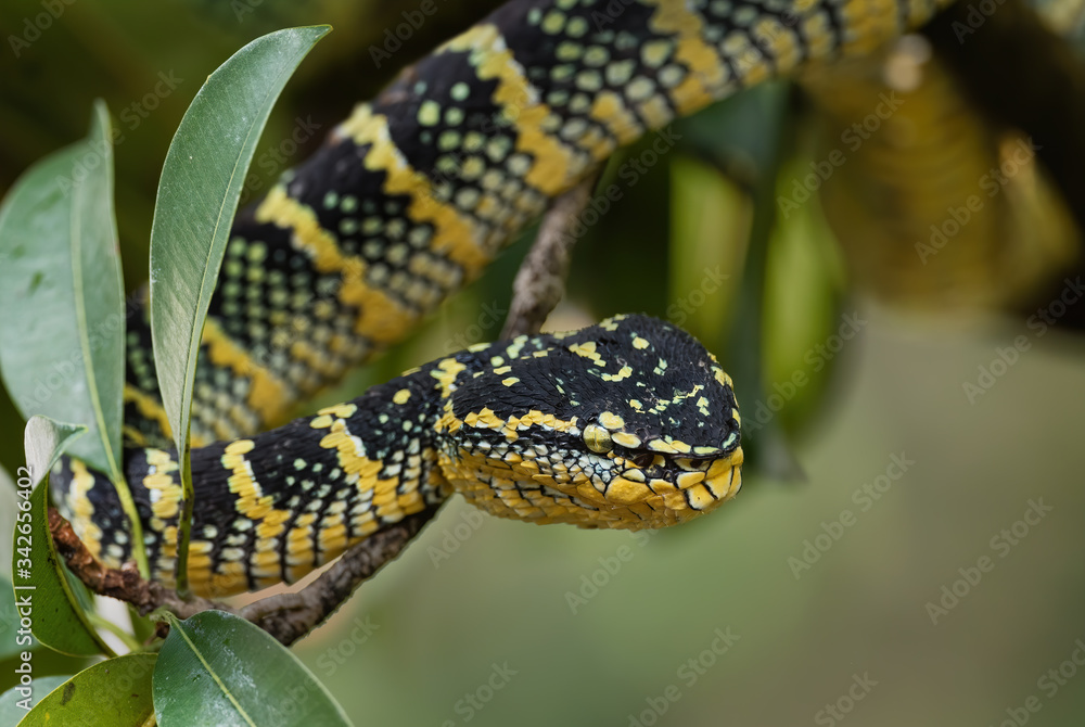 Wagler's pit viper - Tropidolaemus wagleri, beautiful colored viper ...