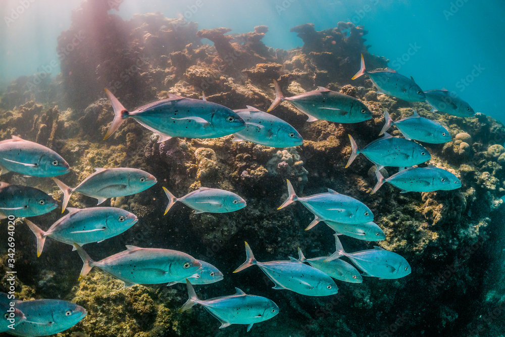 Silver pelagic fish swimming in unison in clear blue water Stock-Foto ...
