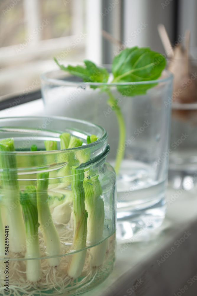 Growing green onions scallions from scraps by propagating in water in a ...