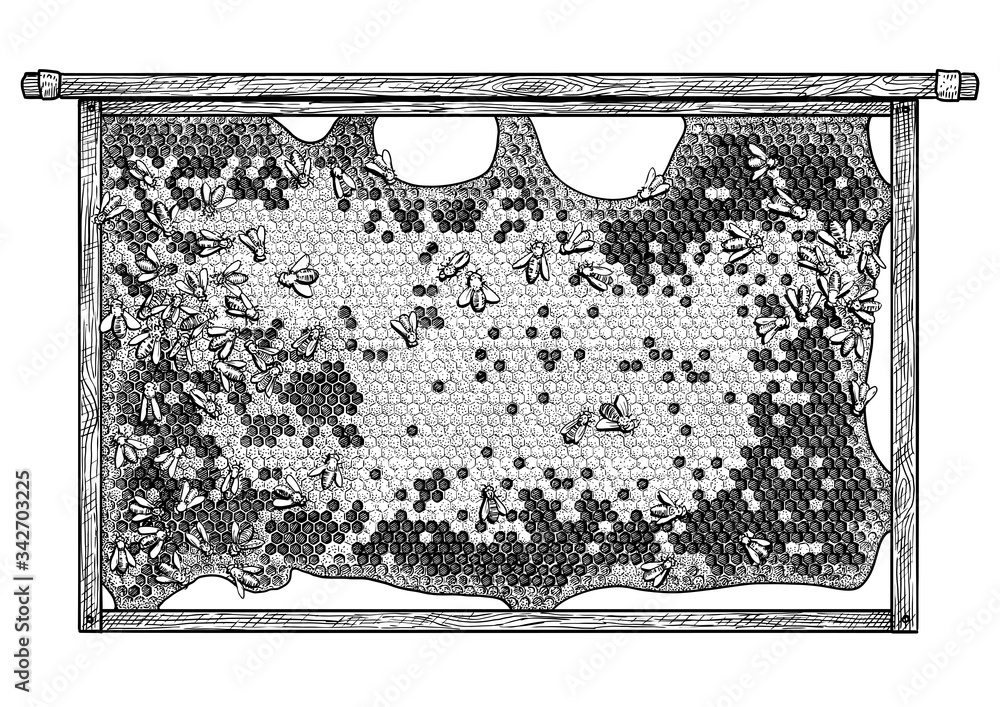 Frame of bee hive illustration, drawing, engraving, ink, line art ...
