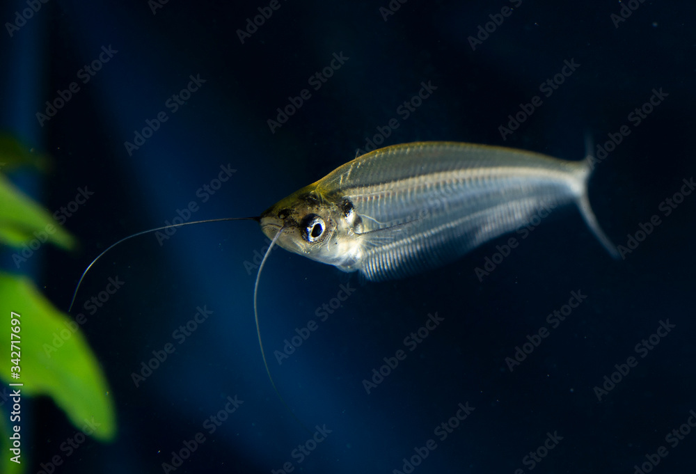 Ghost Catfish (Glass-fish) in aquarium Stock Photo | Adobe Stock