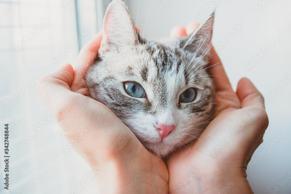 The palm of your hand is caressing the cat's cheek. Head like a ...
