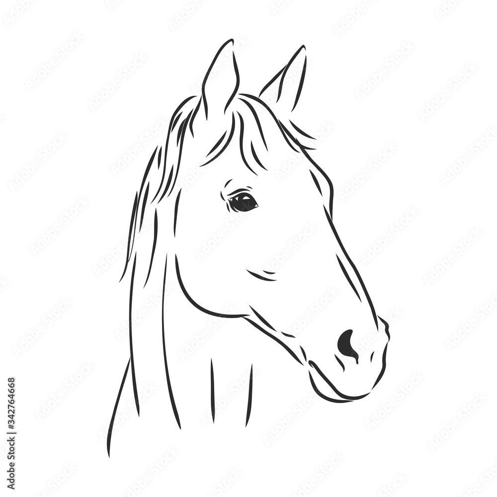 realistic horse portrait vector illustration, horse portrait, horse ...