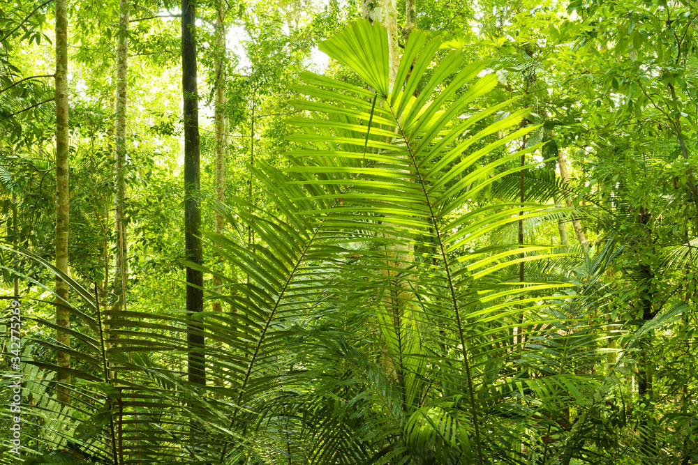 (Selective focus) Stunning view of some tropical trees with beautiful ...