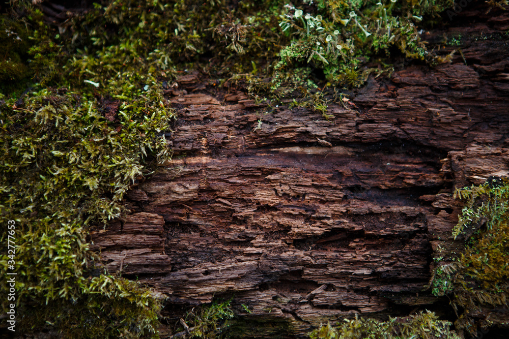 Natural texture of moss on wet wood - soft forest floor on the ground ...