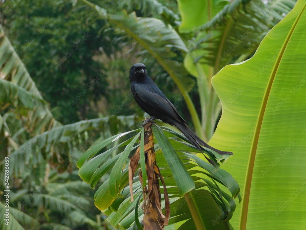 asian koel, cuckoo, koyal,eudynamys, pacificoel, indian koyel Stock ...