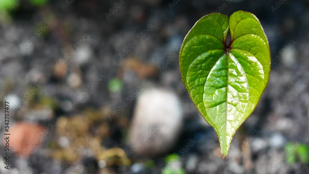 4K video of Air Potato seedling, also called aerial yam or Dioscorea ...