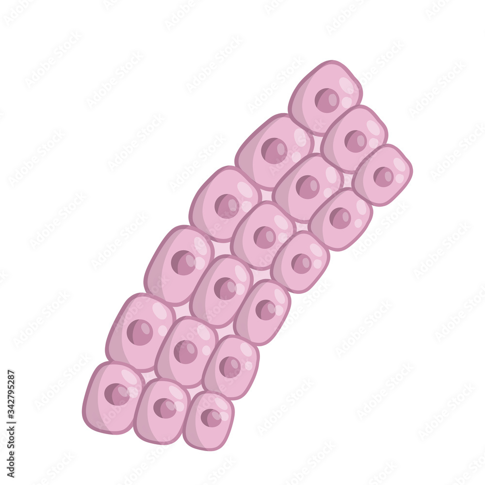Cell of human organism. Layer of epidermis. Scientific material for ...
