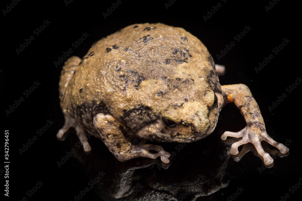 Banded bullfrog or Asian narrowmouth toads It also know chubby or ...