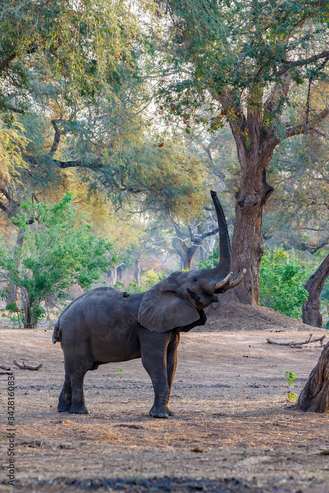 Elephant bull reaching for fruit and leaves between the big trees of ...