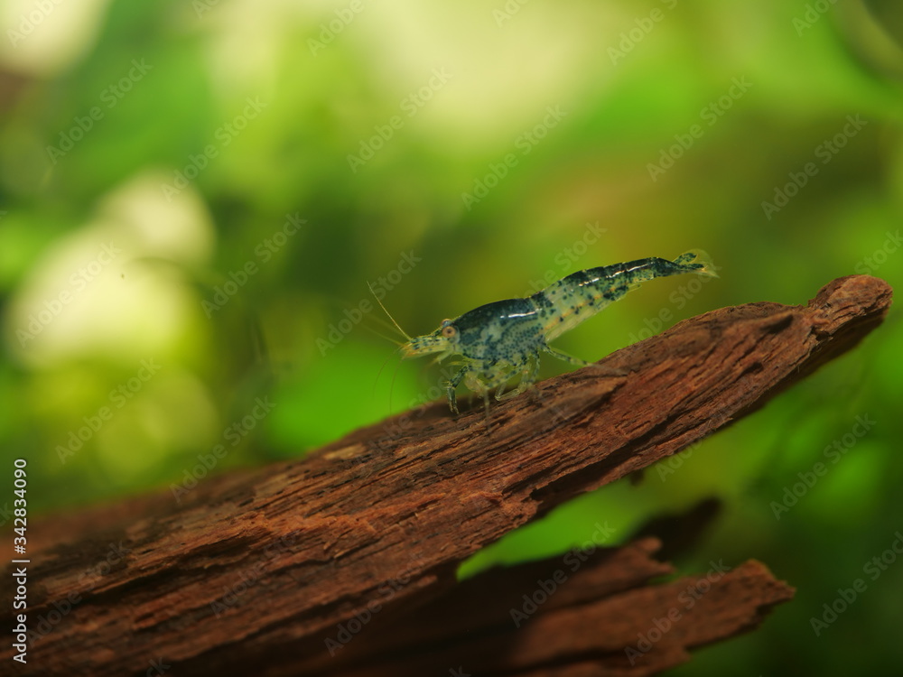 Garnele Neocaridina Blue Rili Stock Photo | Adobe Stock