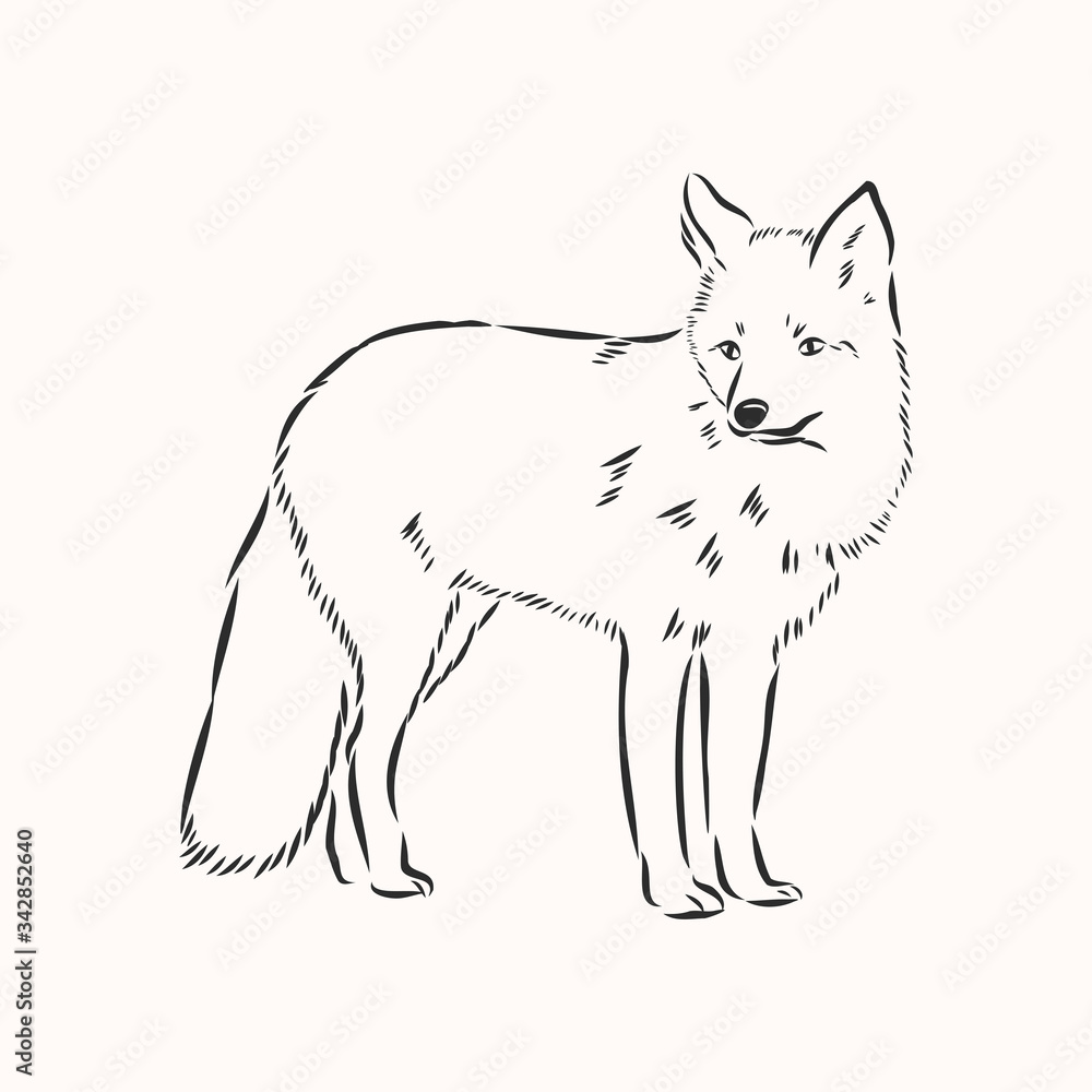 fox,vector image,side view picture isolated on white background,full ...