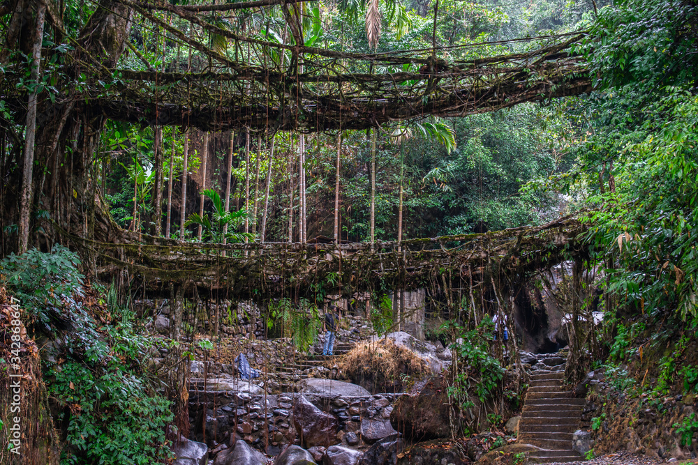 The well known signature double Decker living root bridges formed of ...