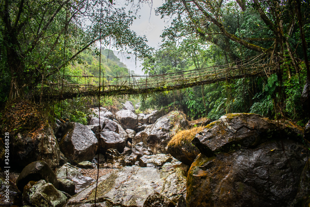 The single living root bridge just before double decker root bridges in ...