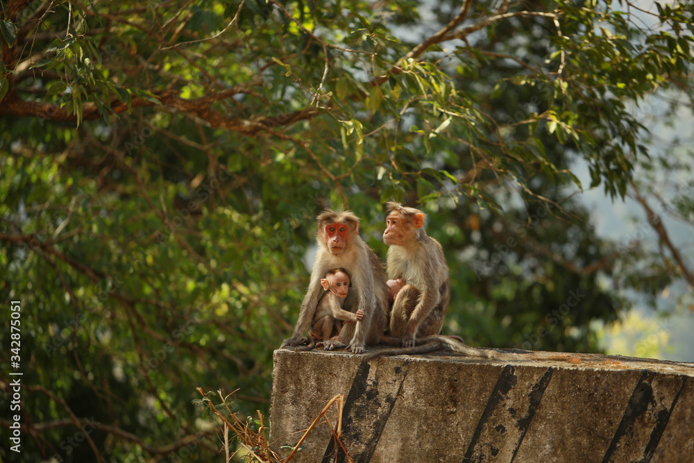 Family of monkeys.Mother and child Rhesus Macaque monkeys, Angkor Wat ...