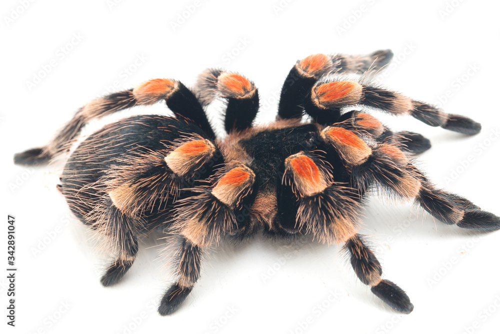 Mexican Red-Knee Tarantula (Brachypelma hamorii) isolated on white ...