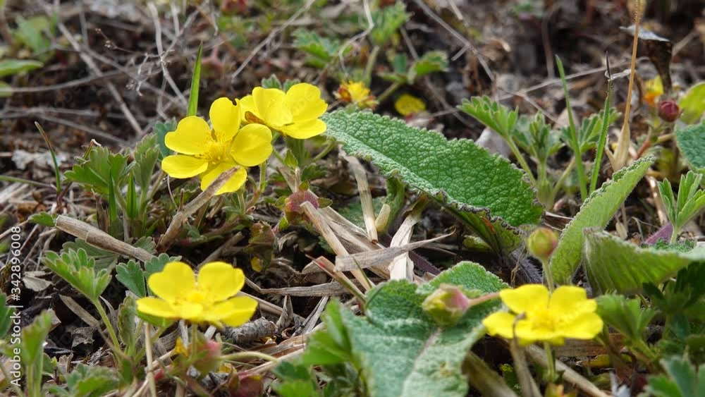 Desert landscape, ephemeral desert plant with yellow flowers in a dry ...