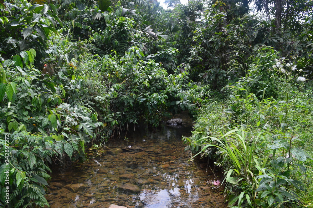 La Chakra Amazónica - Sistema Agroforestal de los indígenas de la ...