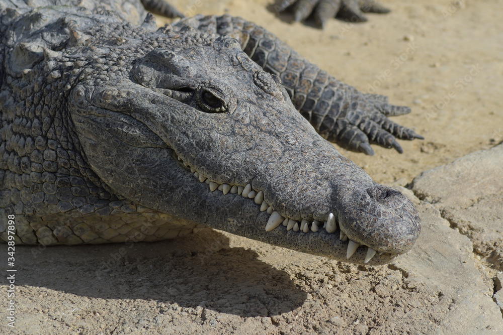 Crocodile in a zoo natural park sunbathing - Crocodylus niloticus Stock ...
