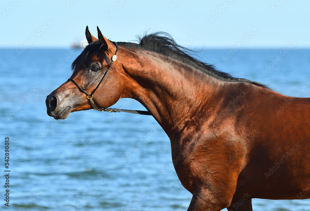 Purebred bay arabian stallion in show halter on the seashore in the ...