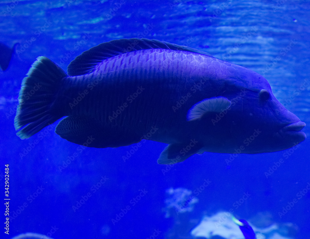 fish with big lips in the depths of the sea Stock Photo | Adobe Stock