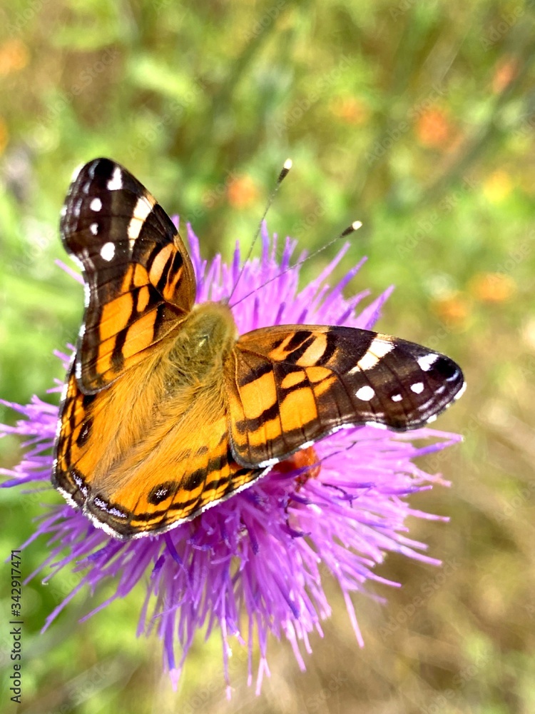 Butterfly closeup as the creature had landed on a new thistle blossom ...