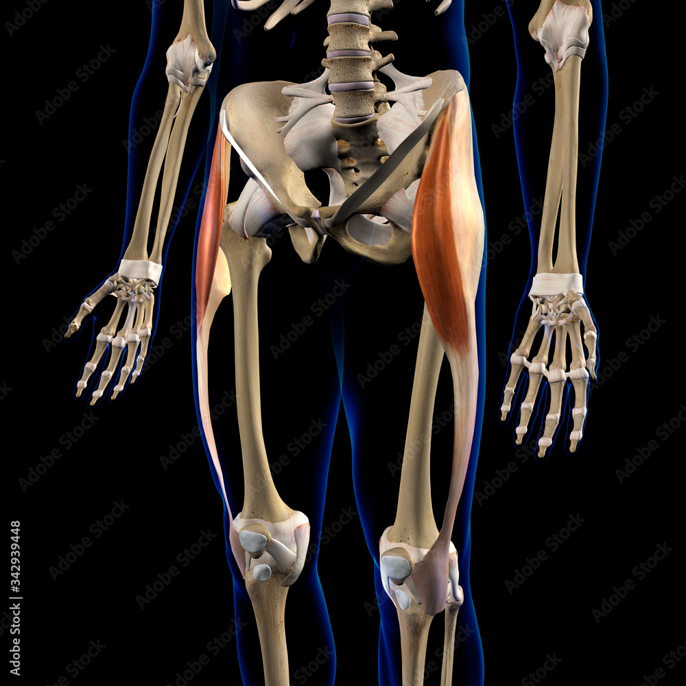 Tensor Fasciae Muscle in Isolation Frontal View of Pelvis, Hip and Legs ...