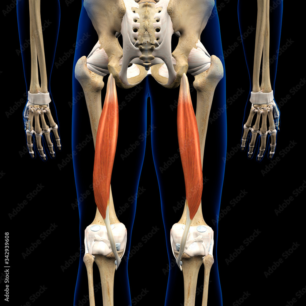 Semitendinosus Muscle in Isolation Rear View of Pelvis, Hip and Leg ...