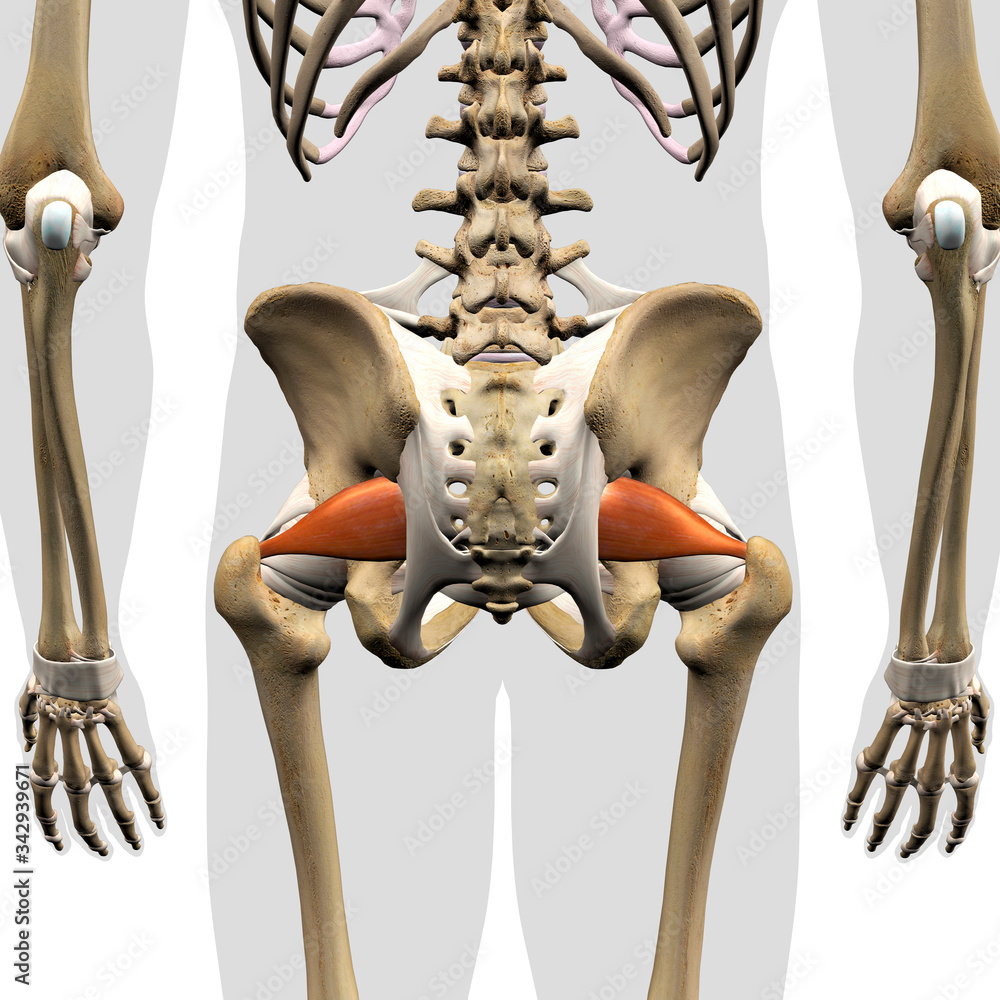 Piriformis Muscle in Isolation Rear View of Pelvis, Hip and Leg Human ...
