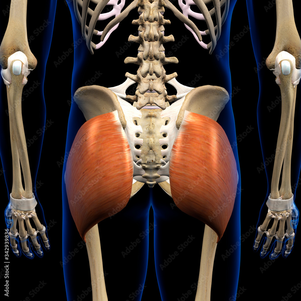 Gluteus Maximus Muscle in Isolation Rear View of Pelvis, Hip and Leg ...