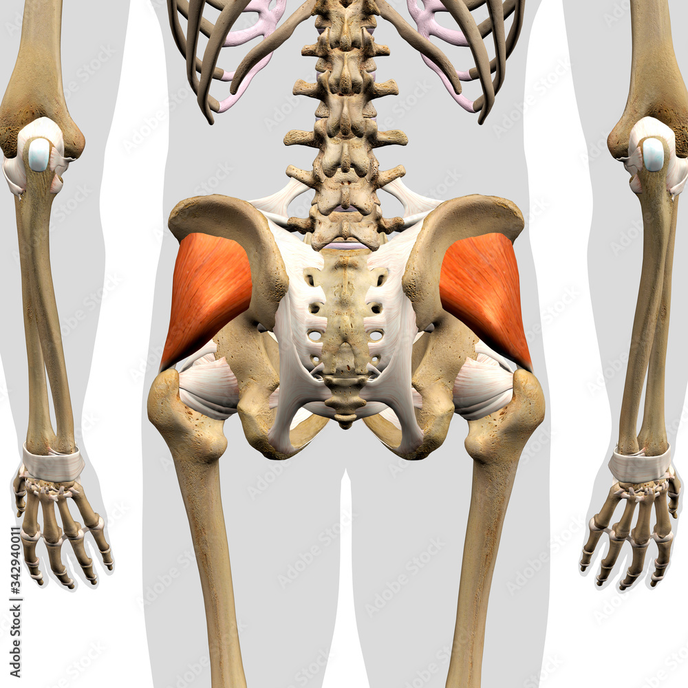 Gluteus Minimus Muscle in Isolation Rear View of Pelvis, Hip and Leg ...