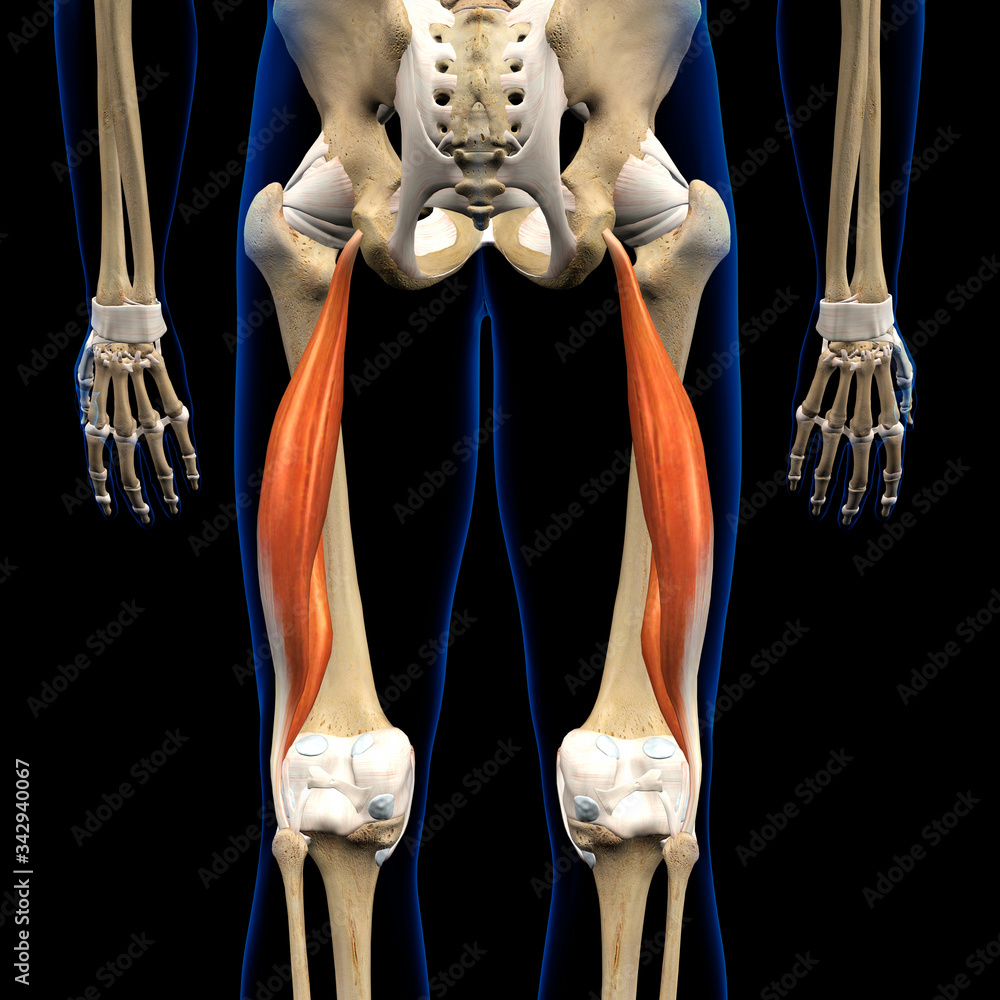 Biceps Femoris Muscle in Isolation Rear View of Pelvis, Hip and Leg ...