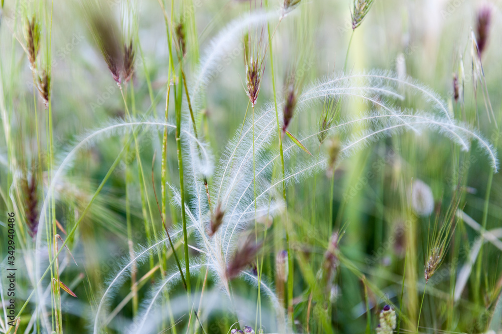 Spighe di Stipa Austroitalica, detta "Lino delle Fate" pianta rara in ...